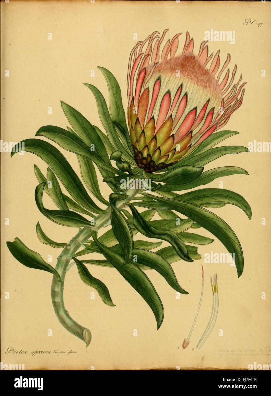An illustrated botanical resource featuring new and rare plant species ...