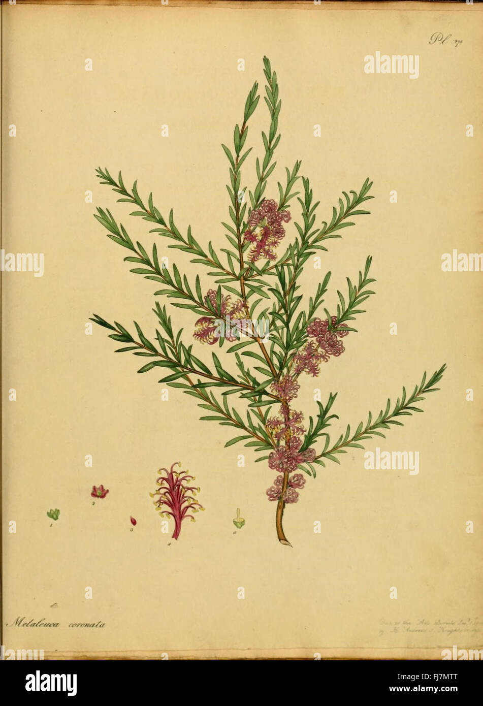 A botanical resource offering detailed descriptions and illustrations ...