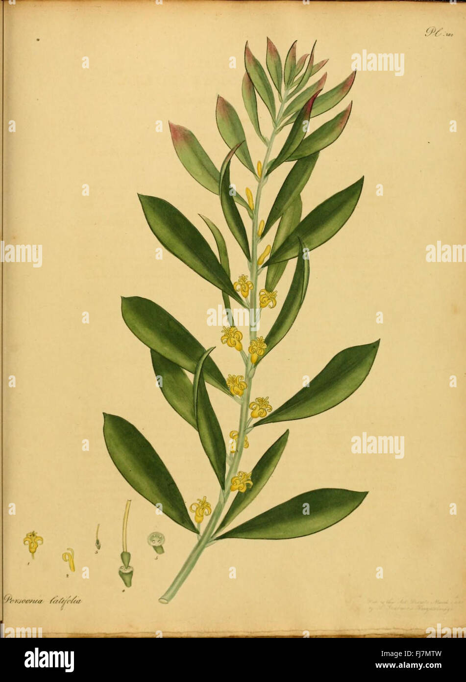 A catalog of new and rare plants from *The Botanist's Repository ...