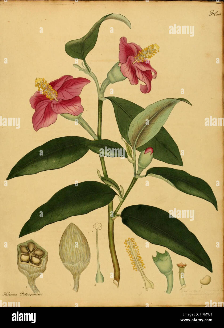 A botanical work featuring new and rare plant species, offering ...