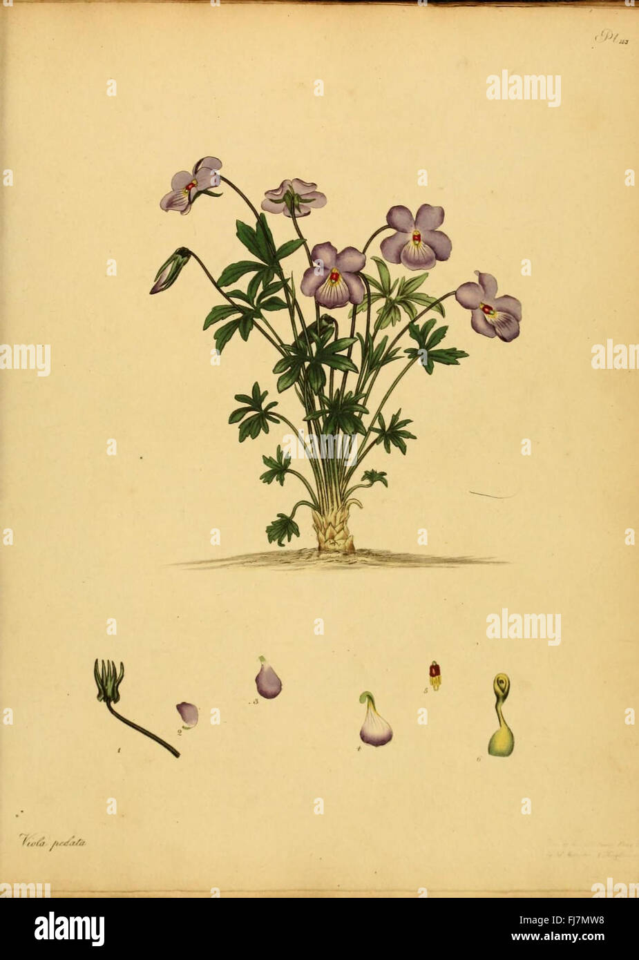 Illustration of rare and newly discovered plants from 'The Botanist's ...