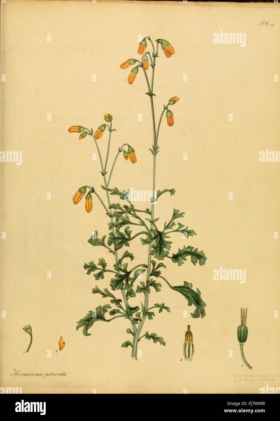 A botanical publication featuring rare and newly discovered plant ...