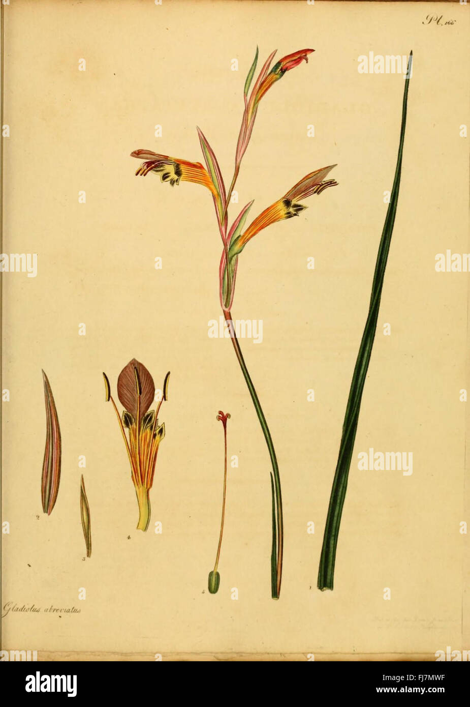 A botanical illustration from 'The Botanist's Repository for New and ...