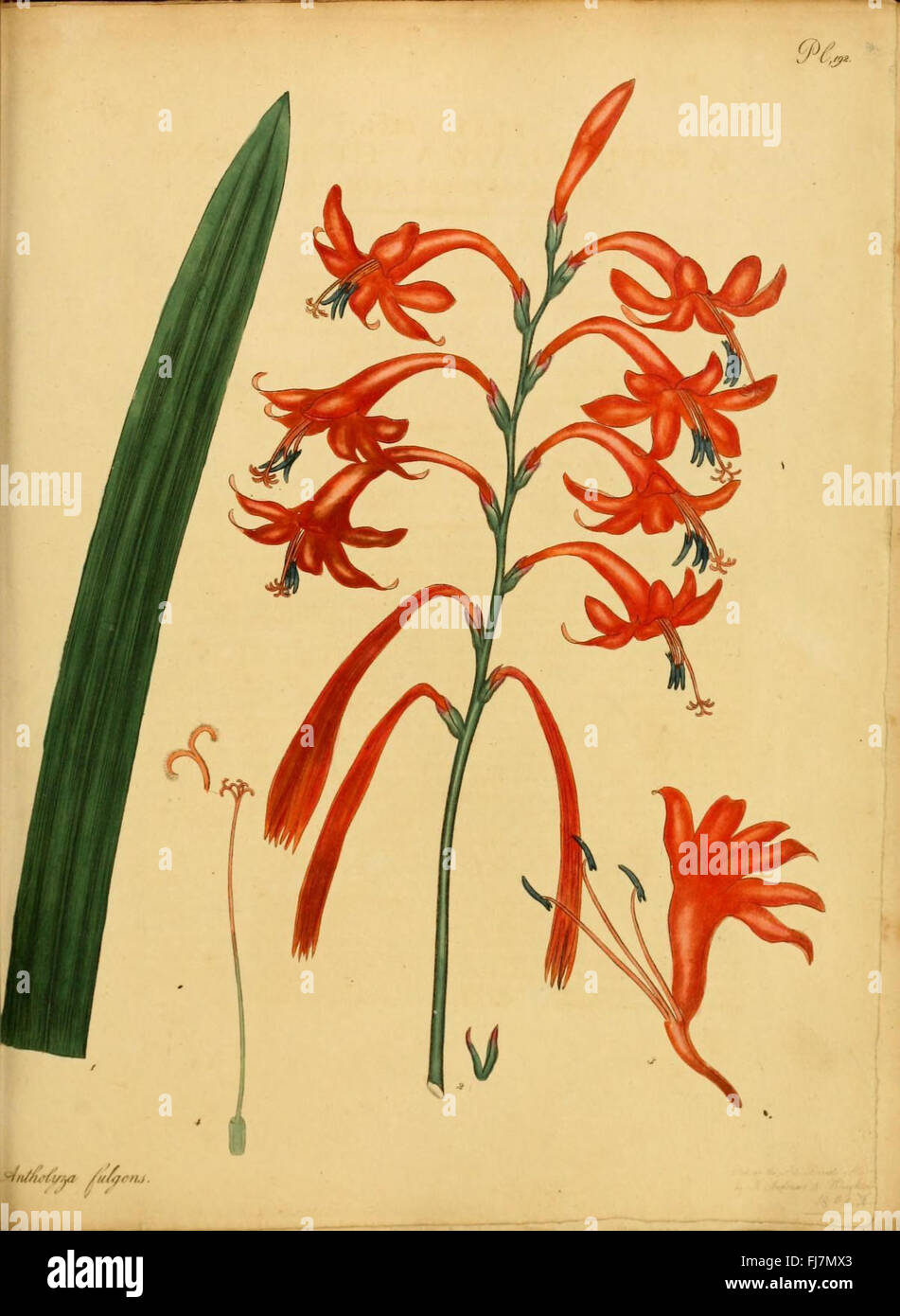 The botanist's repository, for new and rare plants, Botany Stock Photo ...