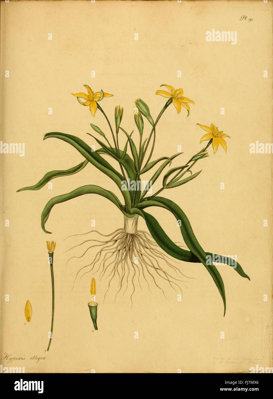 A botanical work dedicated to new and rare plants, featuring ...