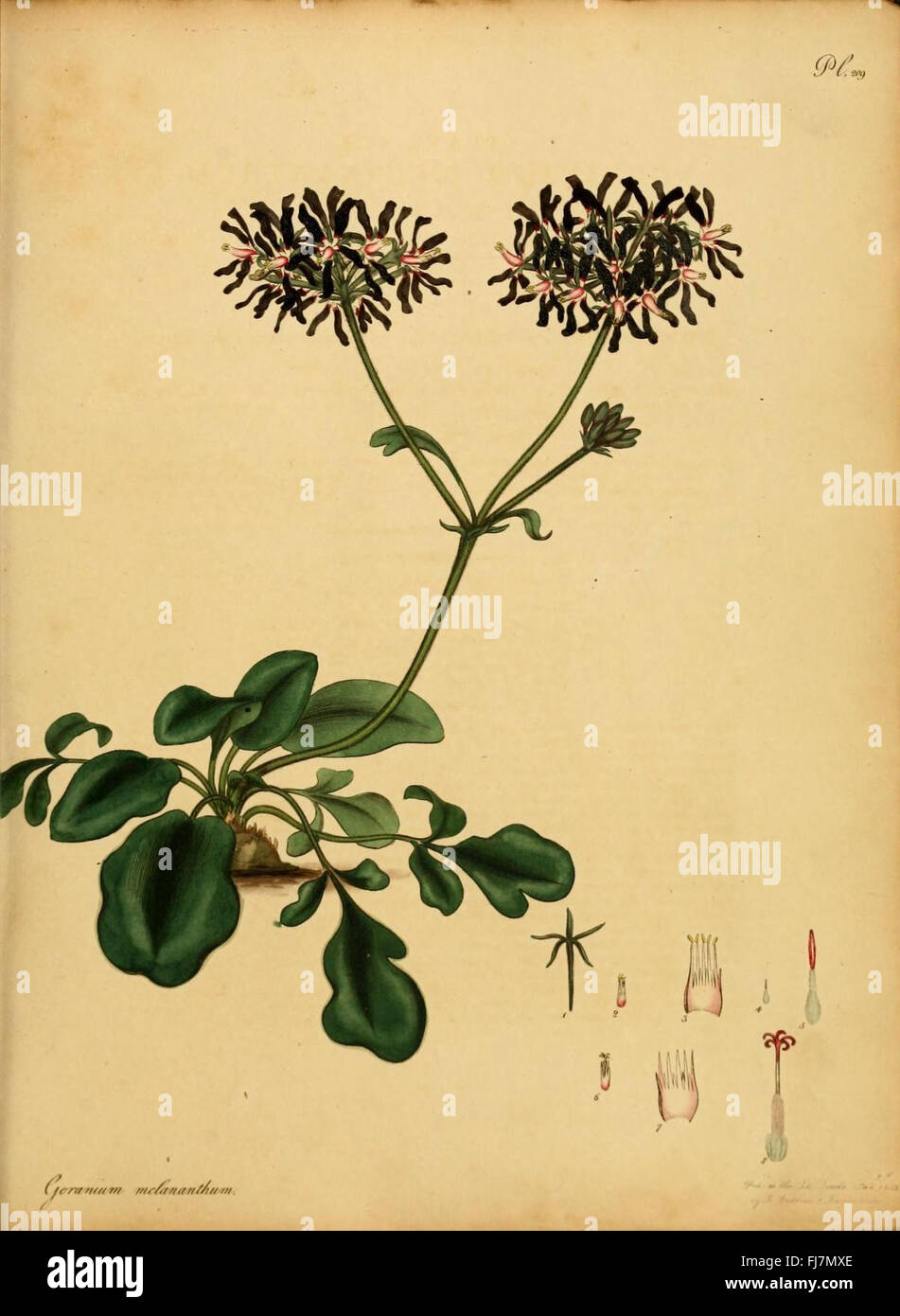 This collection focuses on rare plant species and the discovery of new ...