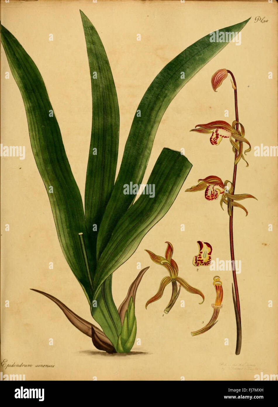 A botanical work documenting new and rare plant species, including ...