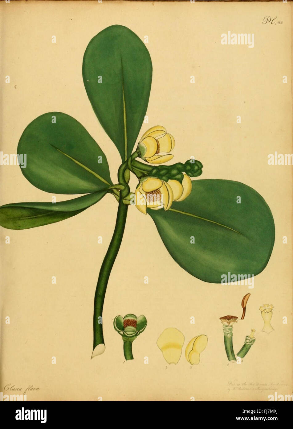 A botanical collection documenting newly discovered and rare plant ...
