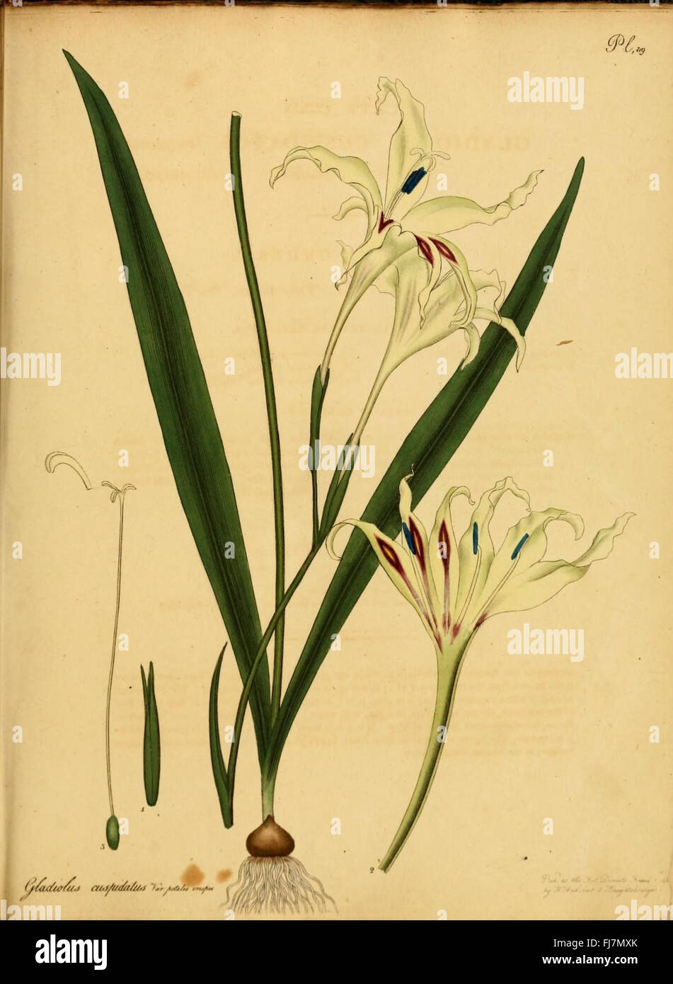A botanical reference work showcasing new and rare plant species, with ...