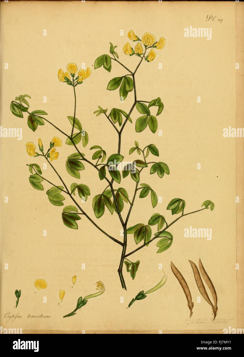 A botanical work showcasing a variety of new and rare plants, with ...