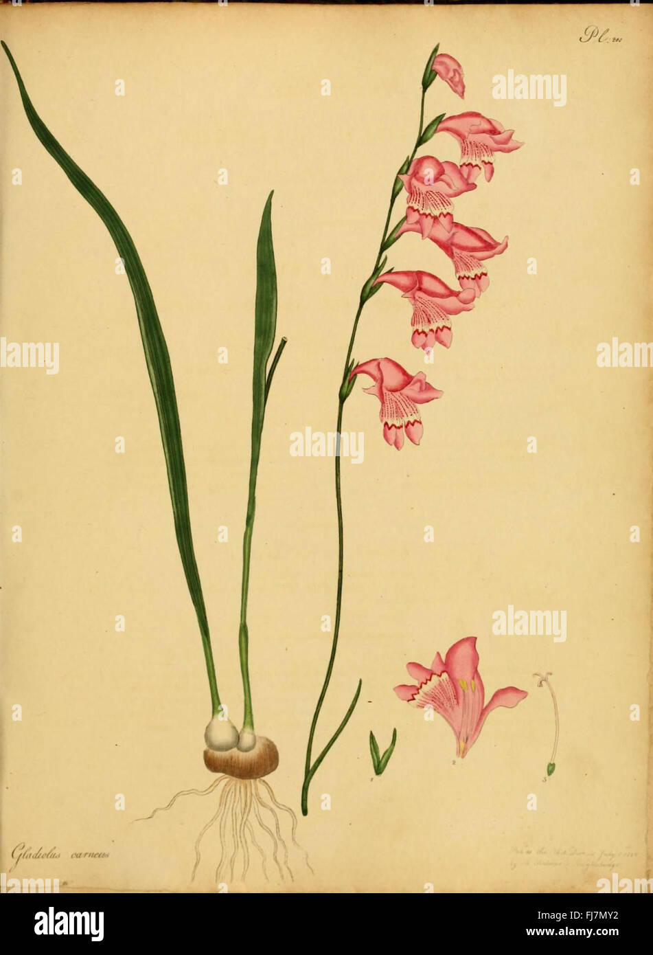 A collection of new and rare plant species illustrated for botanical ...