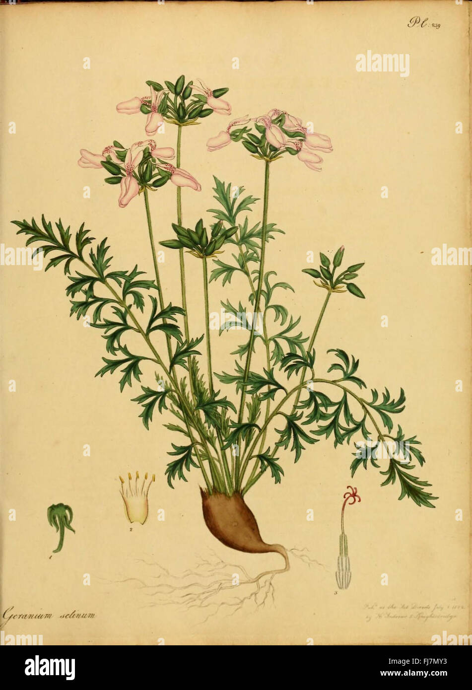 The Botanist's Repository for New and Rare Plants, a botanical ...