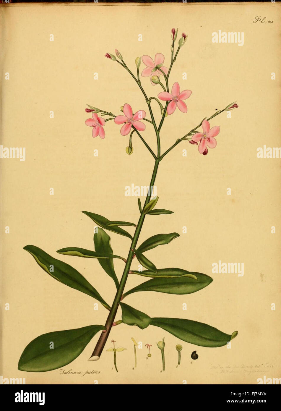 A collection of new and rare plant species, documenting their discovery ...