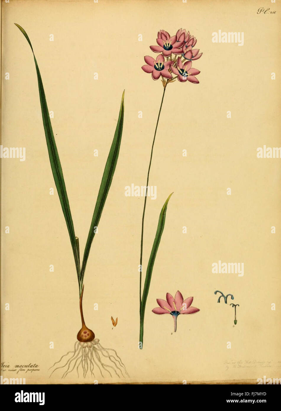 A botanical repository showcasing newly discovered and rare plant ...