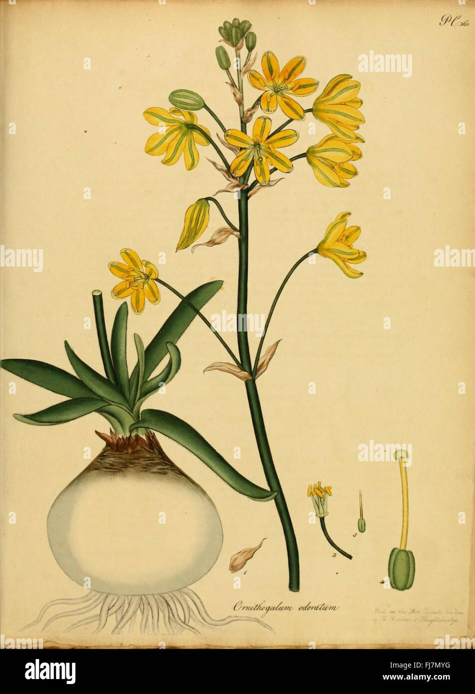 Botanical study showcasing new and rare plant species, documenting ...