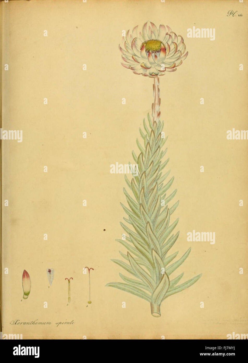 An early botanical reference book documenting new and rare plants, with ...