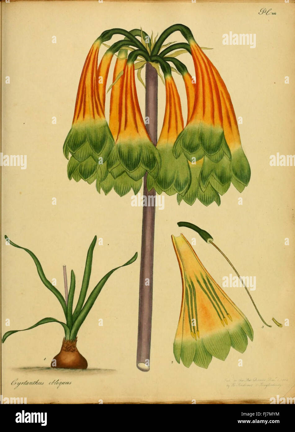 The botanist's repository, for new and rare plants, Botany Flowers ...