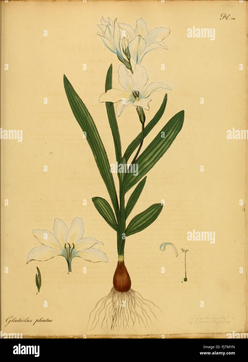 A collection of botanical illustrations documenting new and rare plant ...