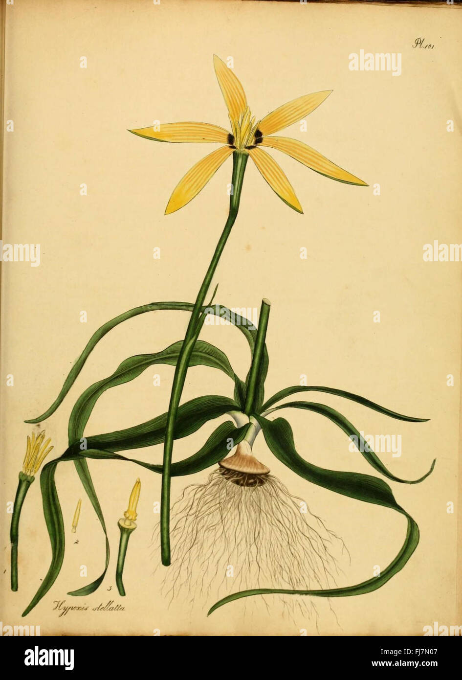 The botanist's repository, for new and rare plants (Pl. 101): A ...