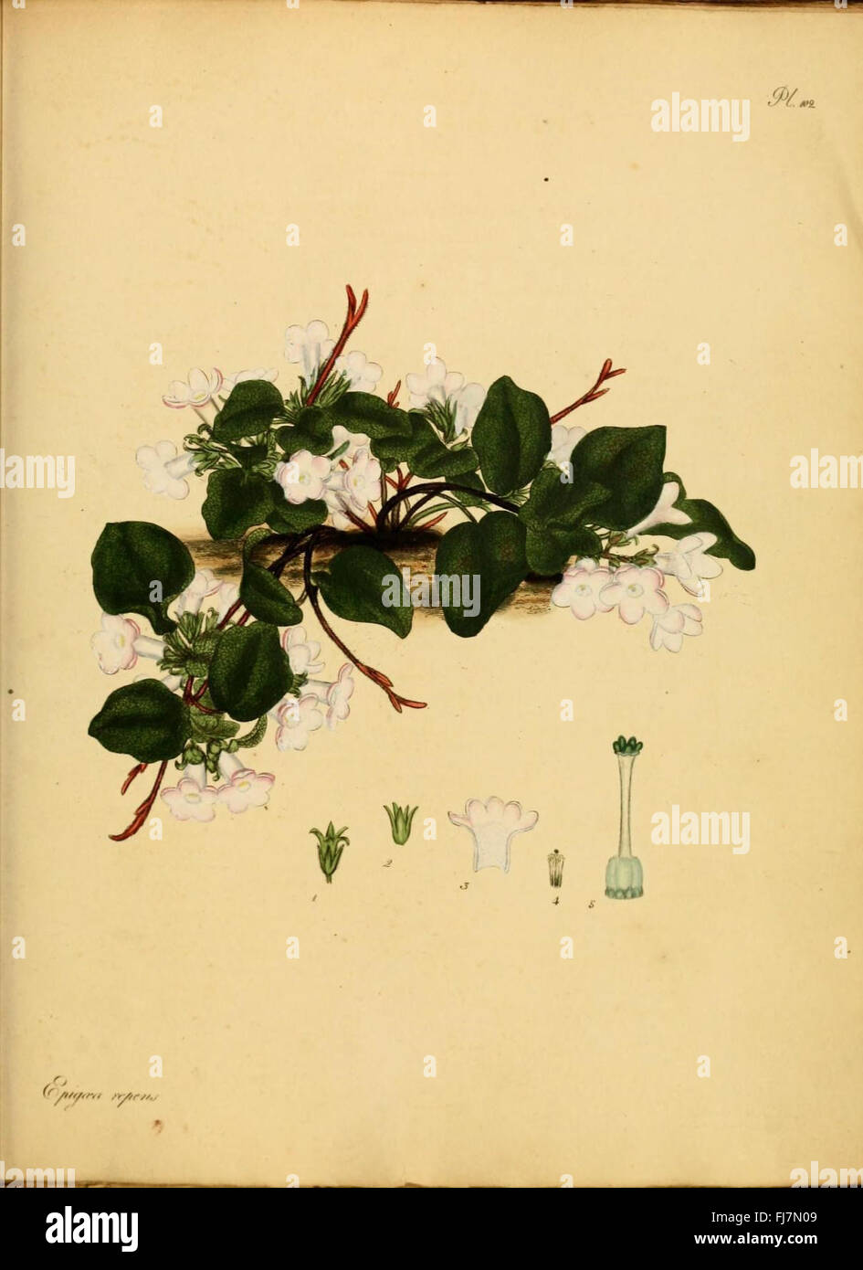 An important botanical work featuring illustrations and descriptions of ...