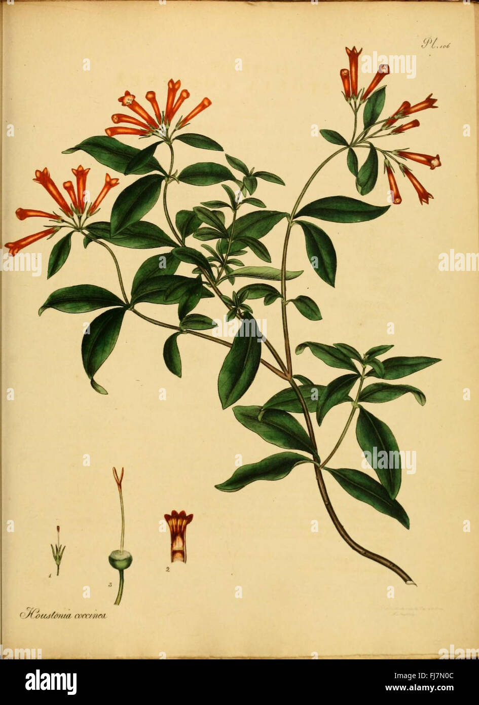 Botany, New plants, Rare plants, Pictorial works, Plant species ...