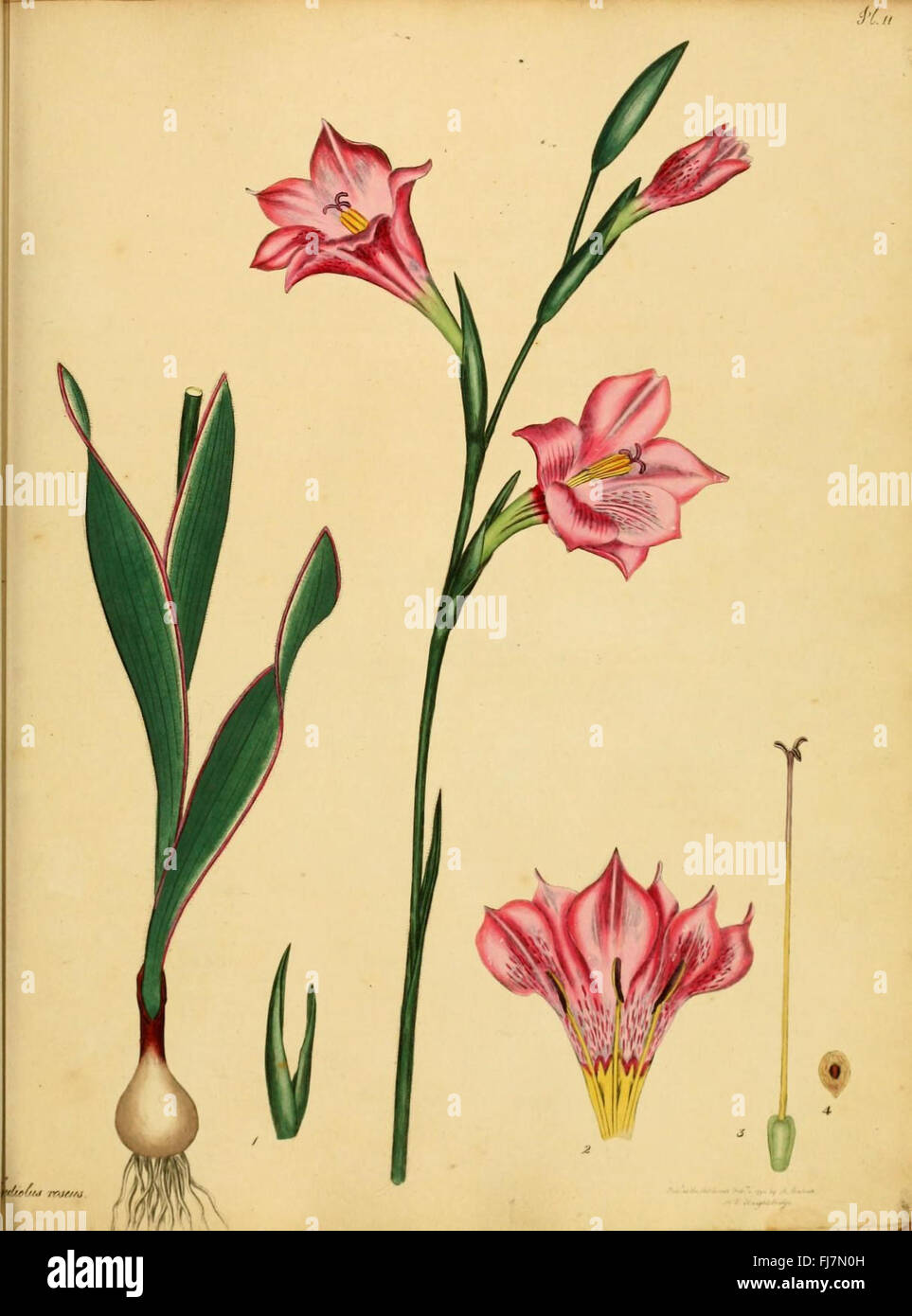 The botanist's repository, for new and rare plants (Pl. 11): A ...