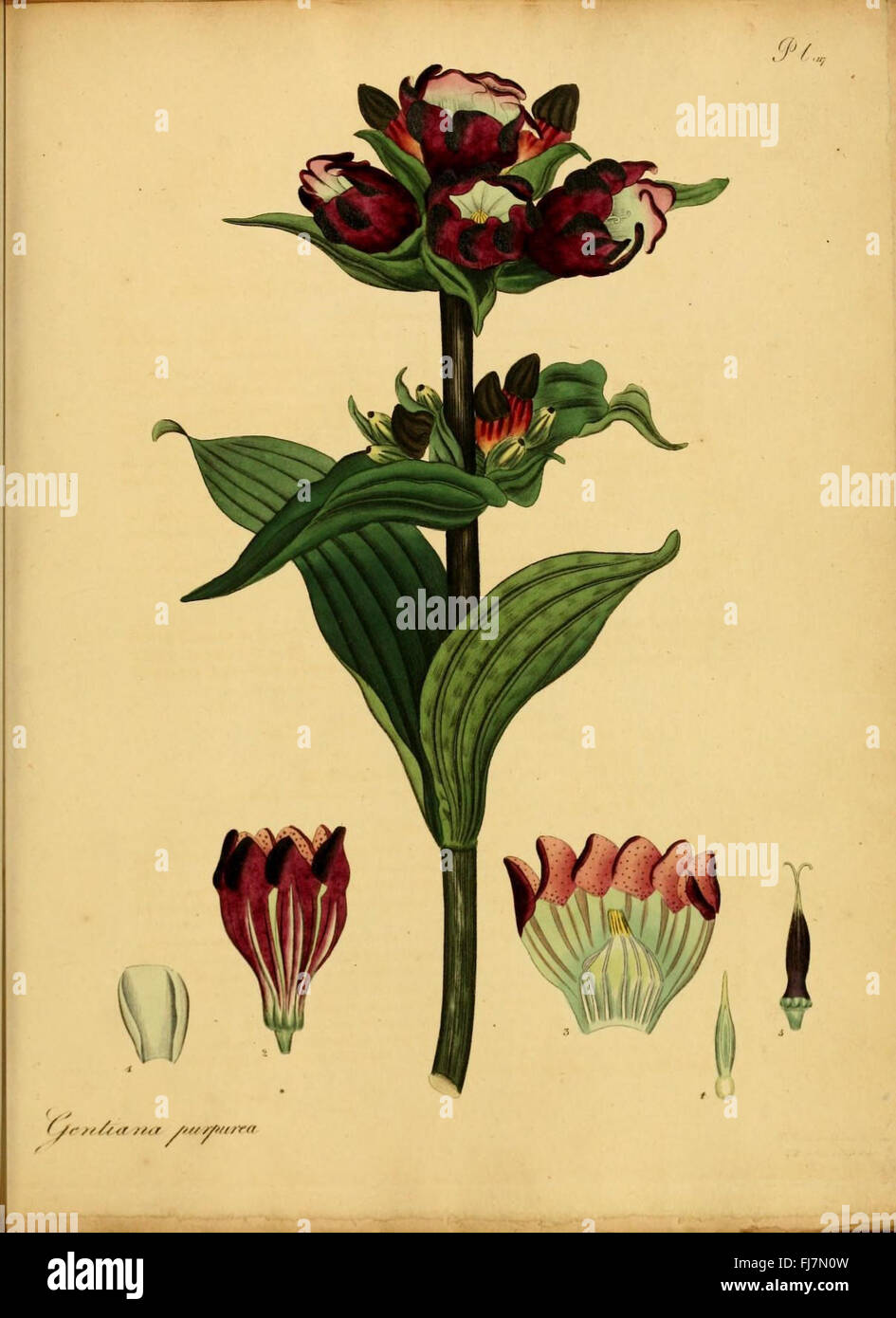 The botanist's repository, for new and rare plants (Pl. 117), Botany ...