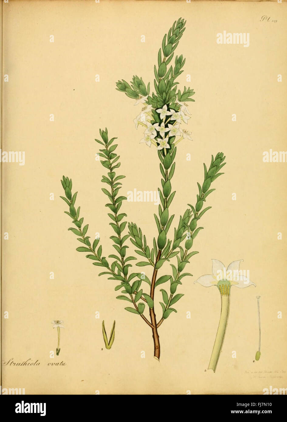An illustration from 'The Botanist's Repository' showcasing new and ...