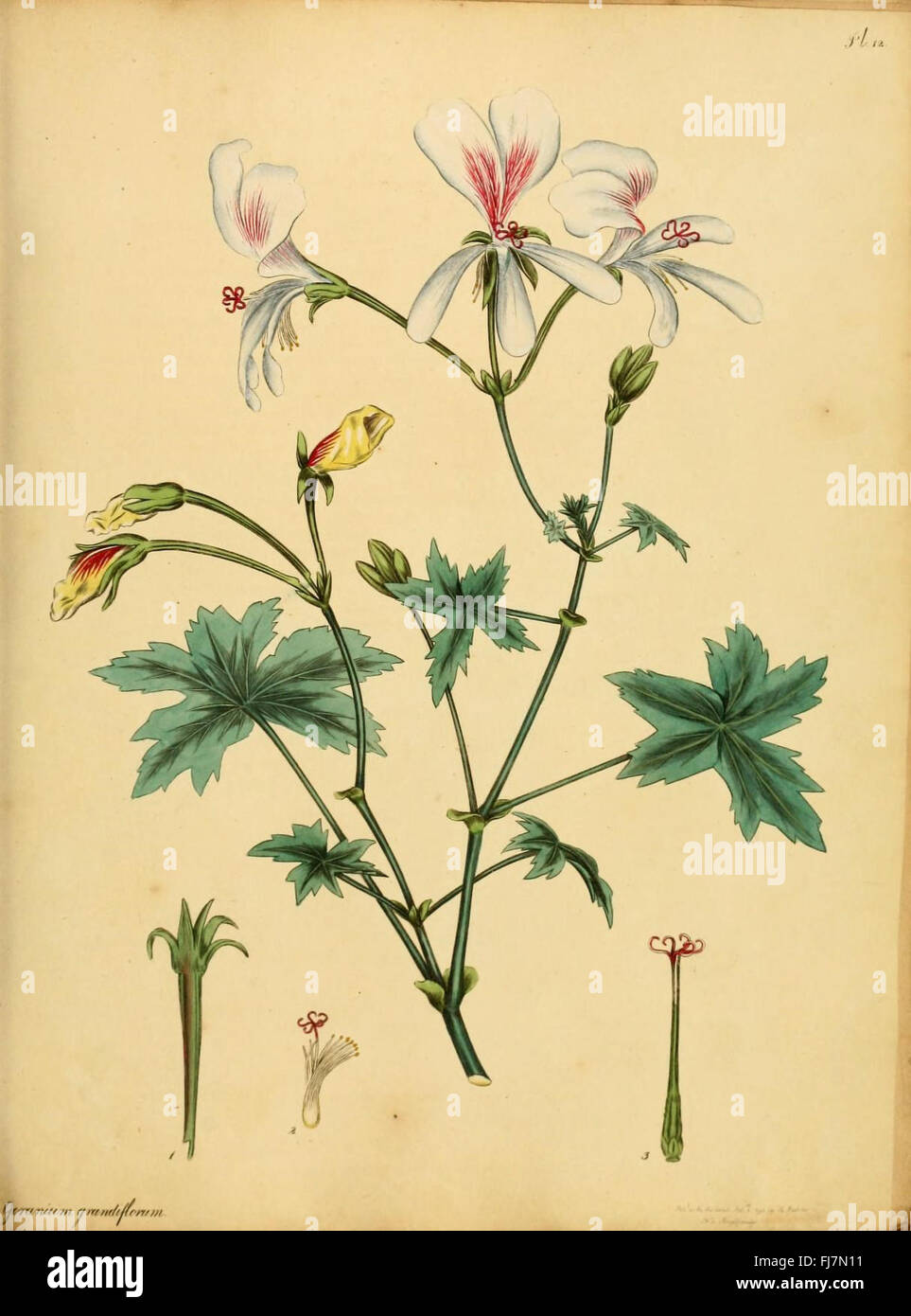 An illustrated repository showcasing newly discovered and rare plants ...