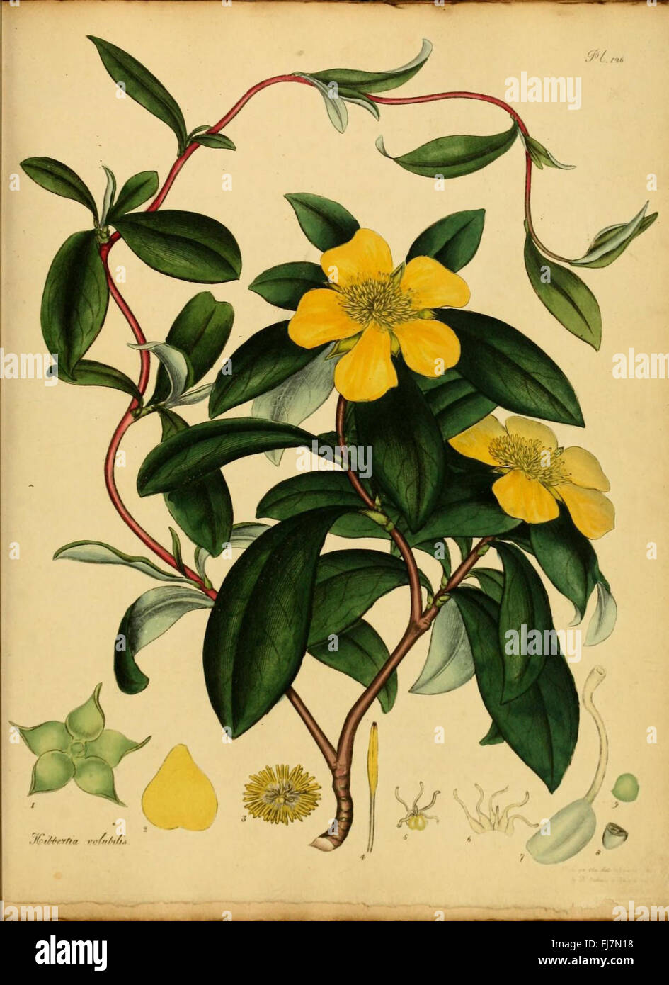 An illustration from the botanists repository depicting new rare plants ...