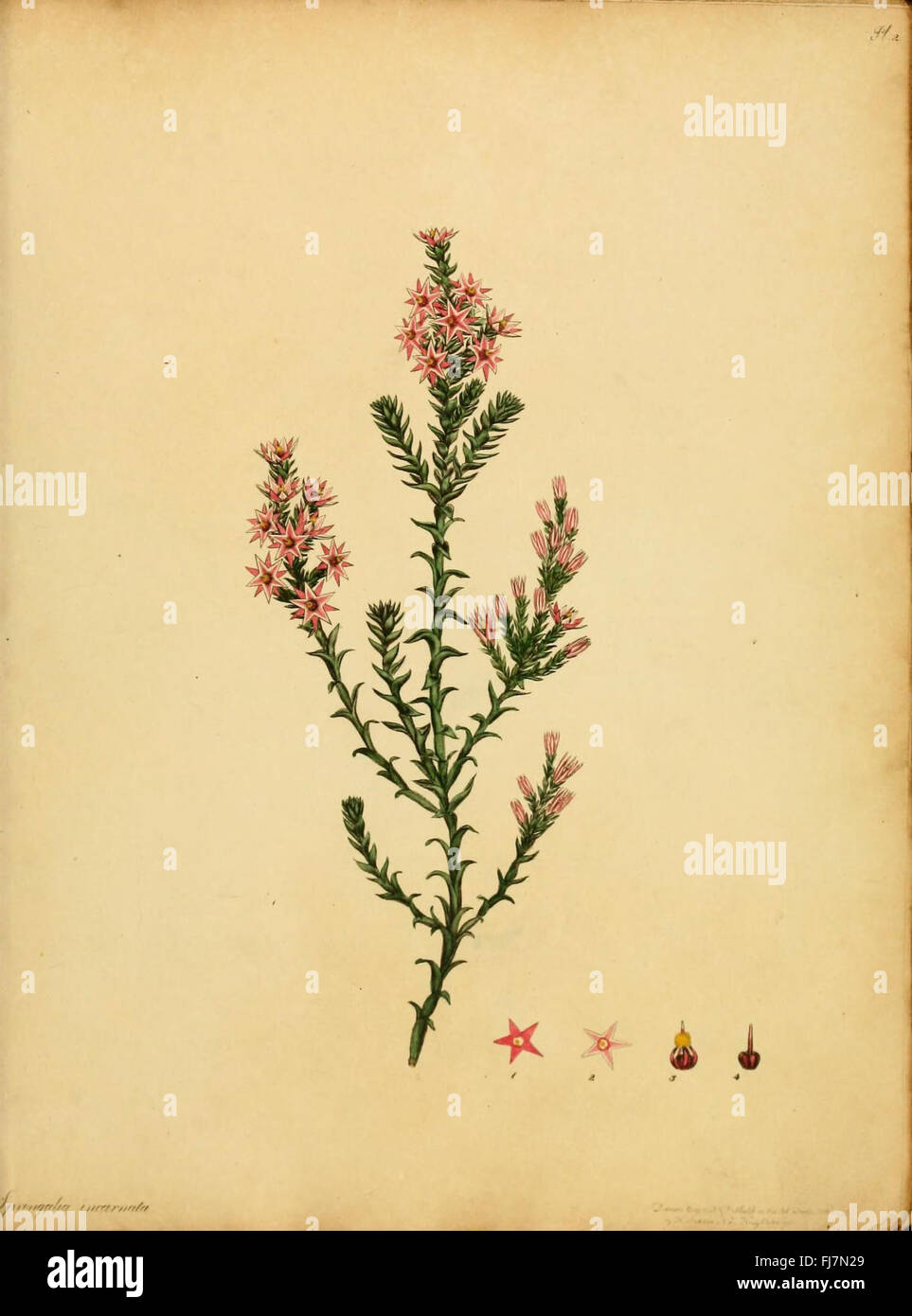 The Botanist's Repository, New and Rare Plants, Plate 2, Botany ...