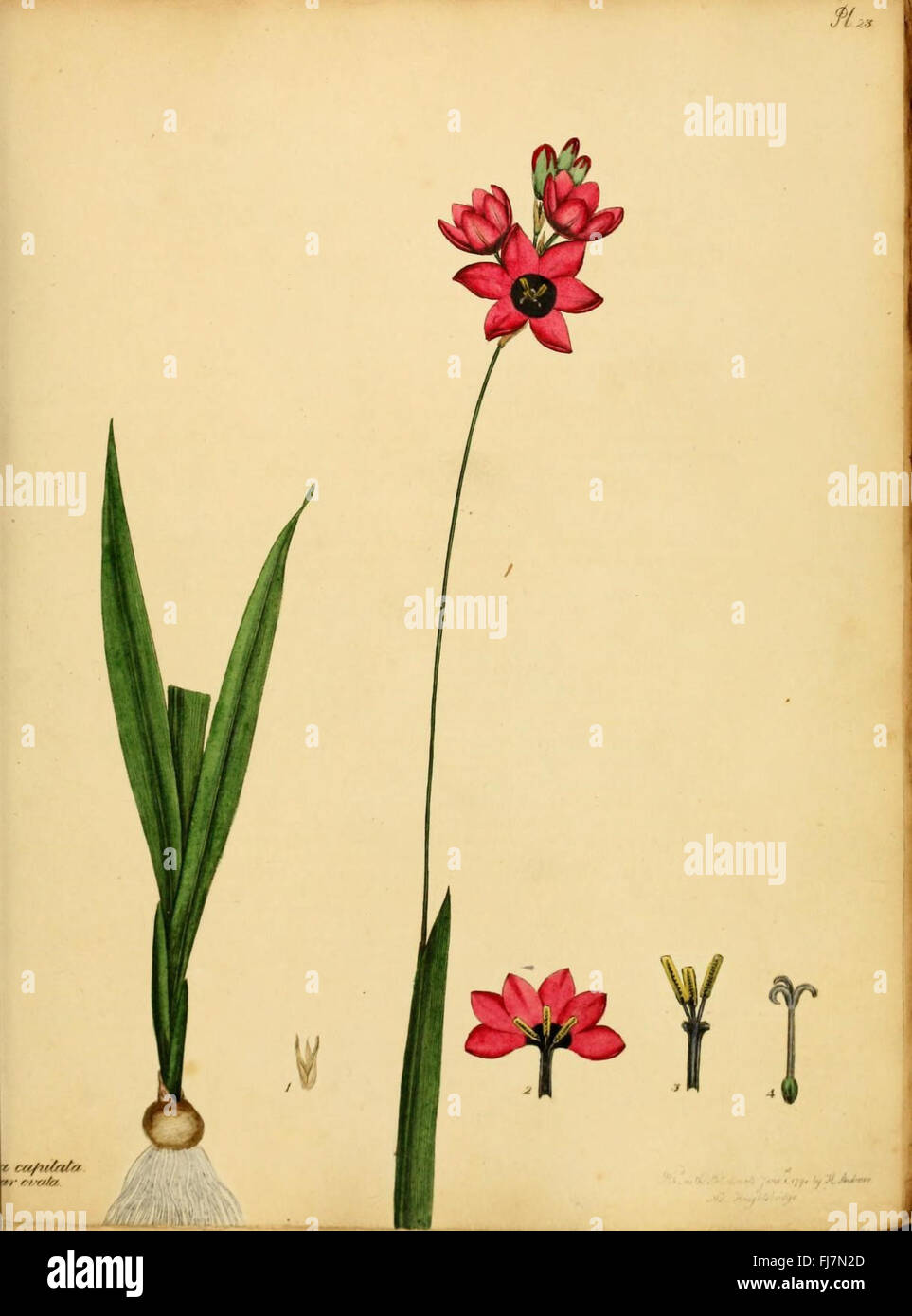A botanical repository showcasing newly discovered and rare plants ...
