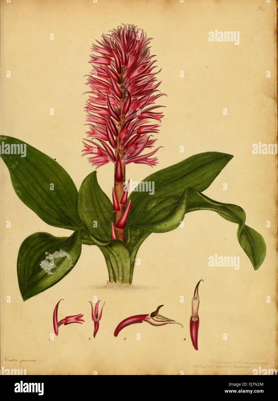 An illustrated repository of new and rare plant species, providing ...