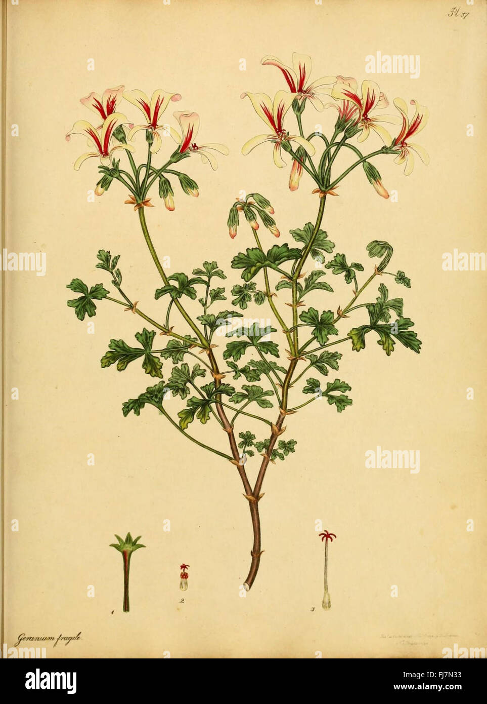 An illustrated botanical guide to new and rare plant species, featuring ...