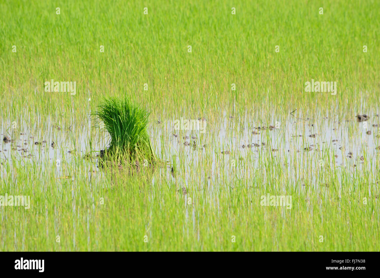Young rice field agriculture hi-res stock photography and images - Alamy