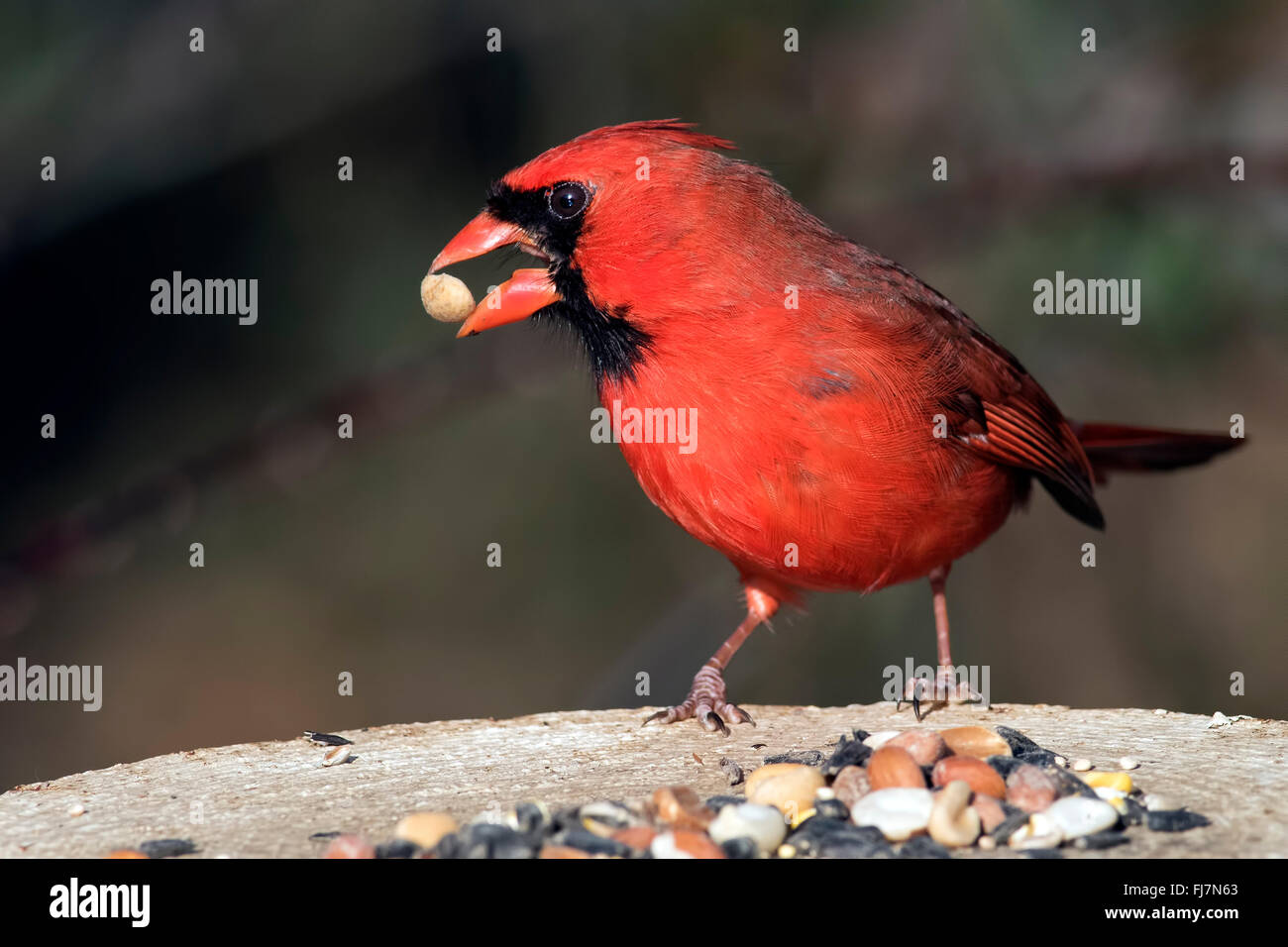 Cardinal Bird High Resolution Stock Photography and Images - Alamy