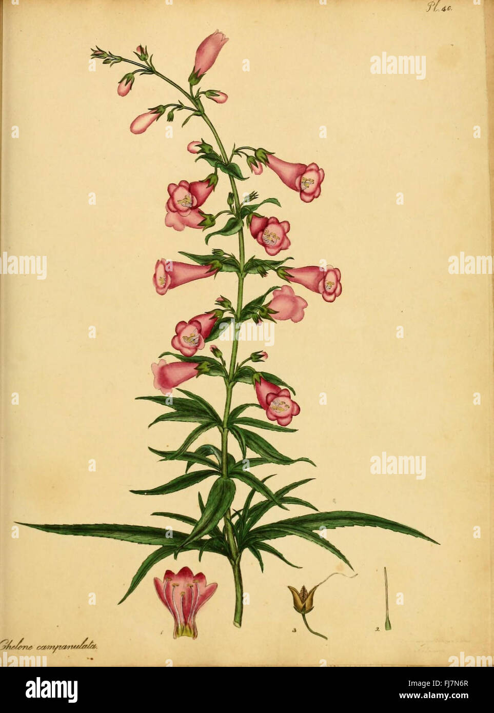An illustration from 'The Botanist's Repository,' showcasing new and ...
