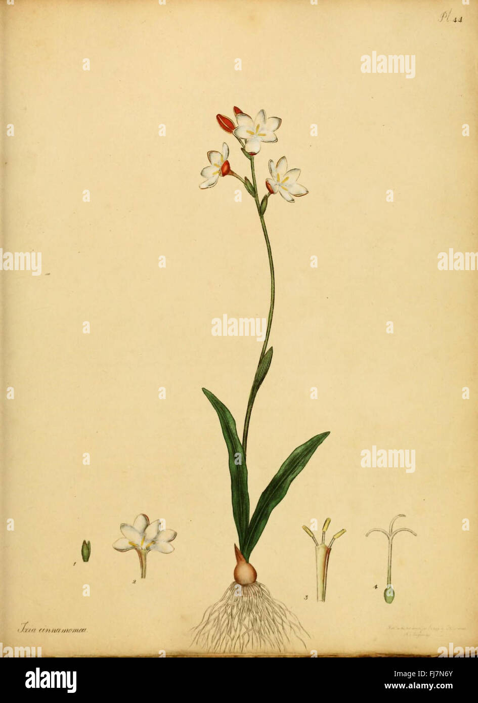 A botanical reference documenting rare and newly discovered plants ...