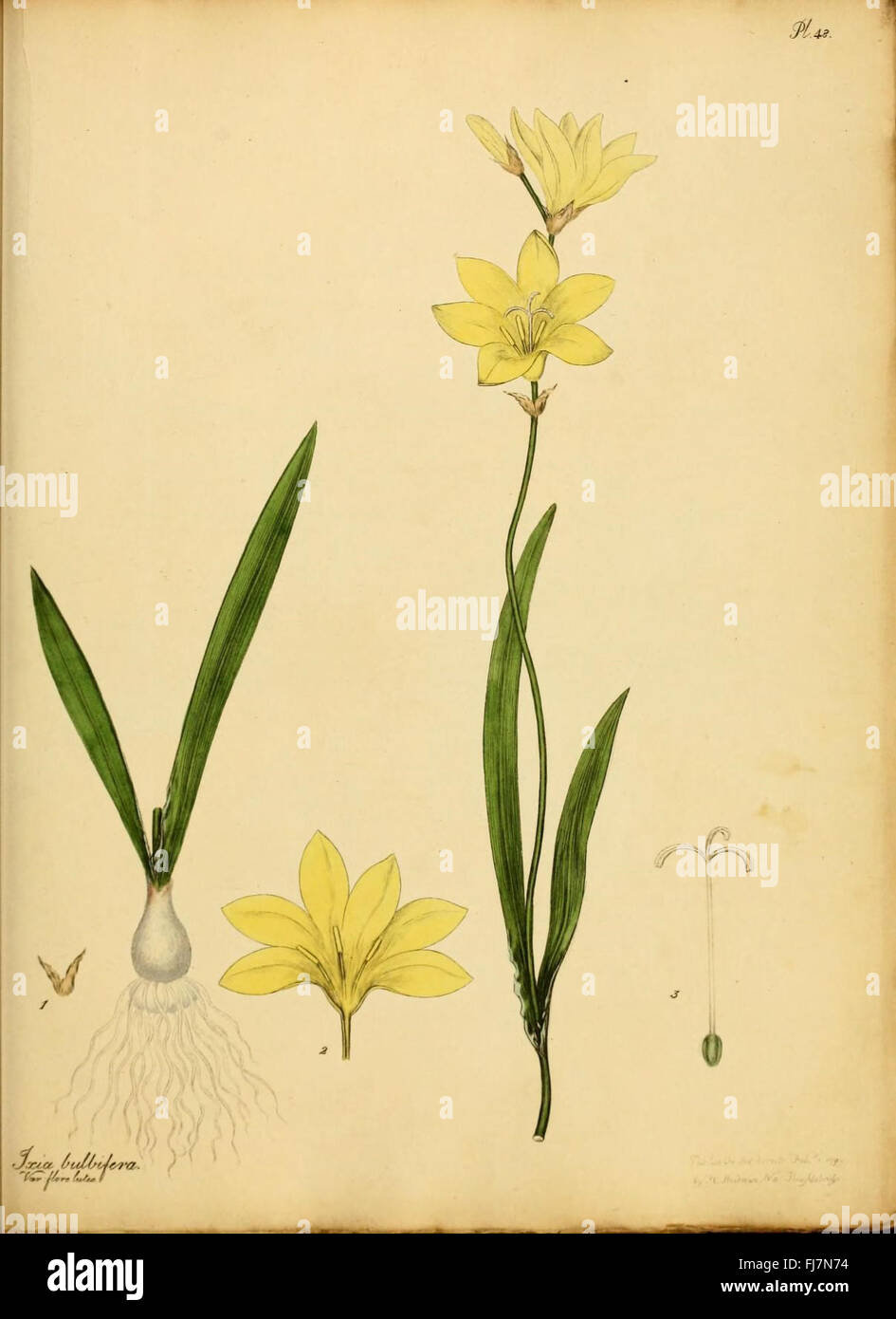 An illustrated botanical catalog featuring new and rare plant species ...