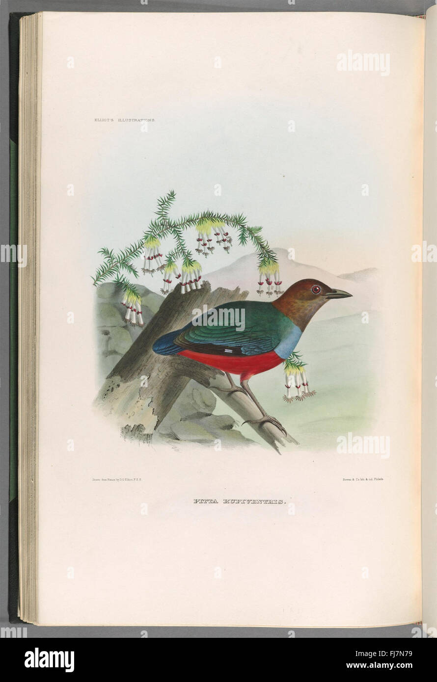 Ant thrush classification hi-res stock photography and images - Alamy