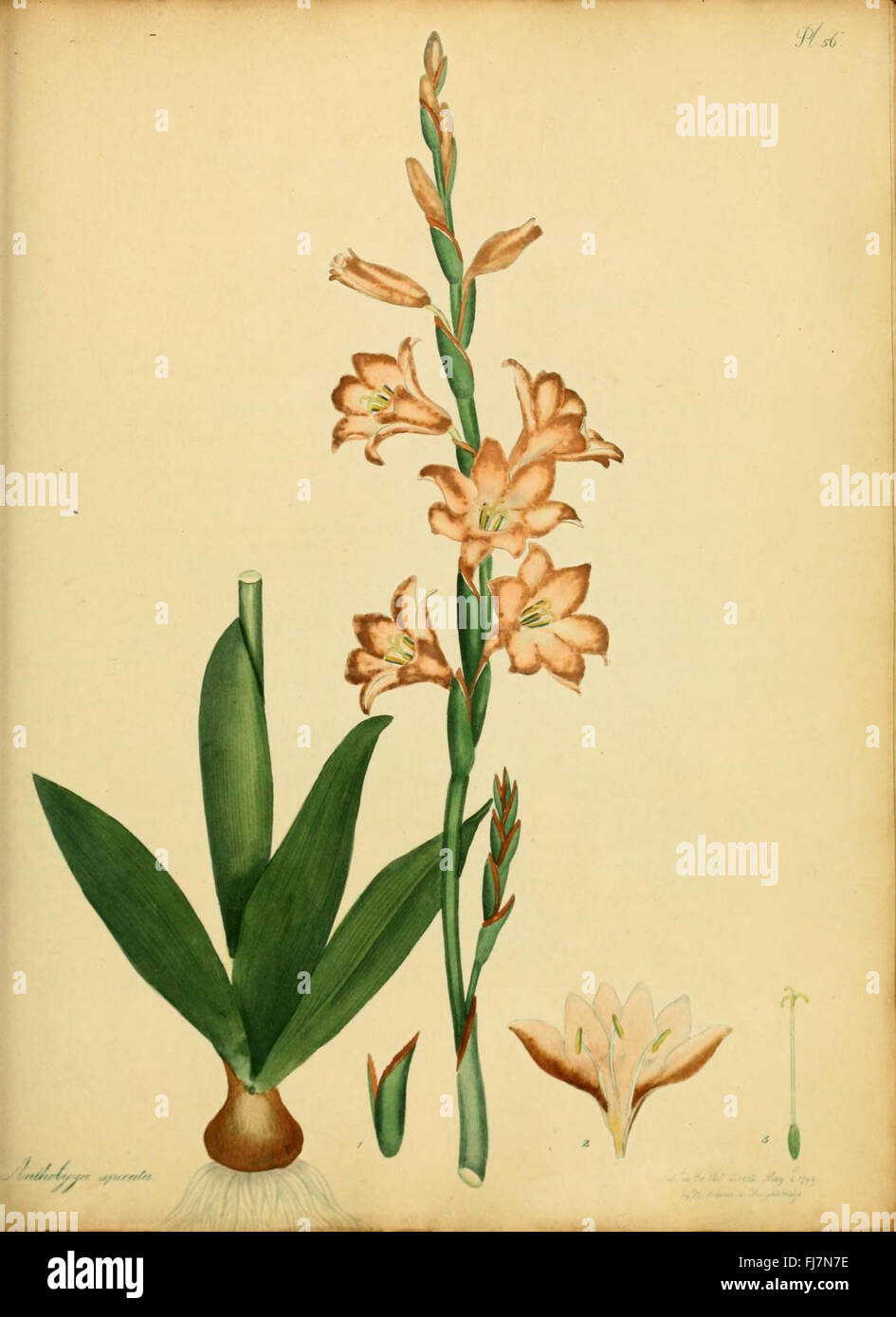 Botanical illustrations showcasing rare and newly discovered plant ...
