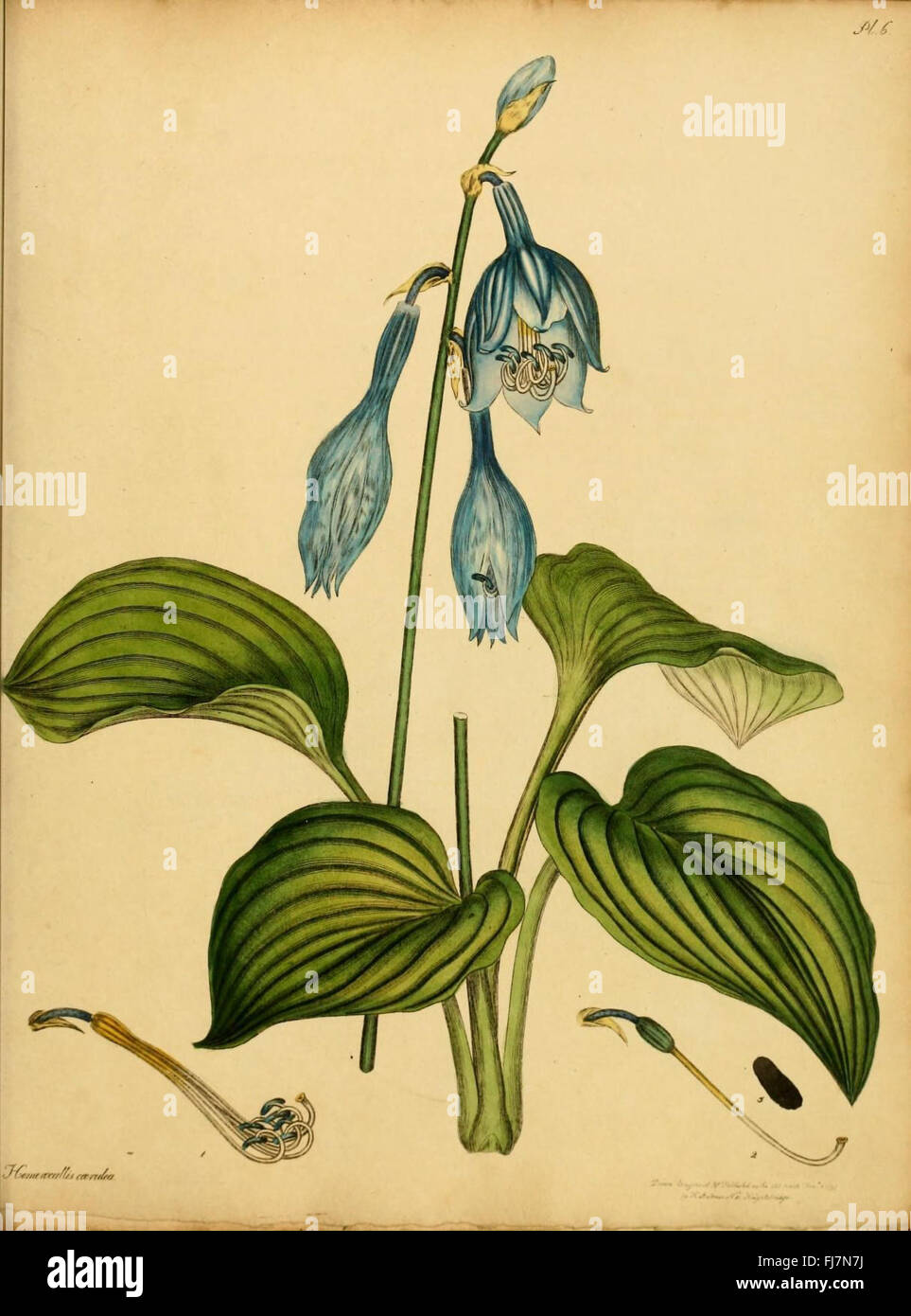 An illustrated guide to new and rare plants, with a focus on plant ...