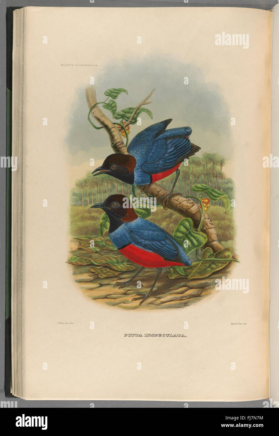 Ant thrush classification hi-res stock photography and images - Alamy