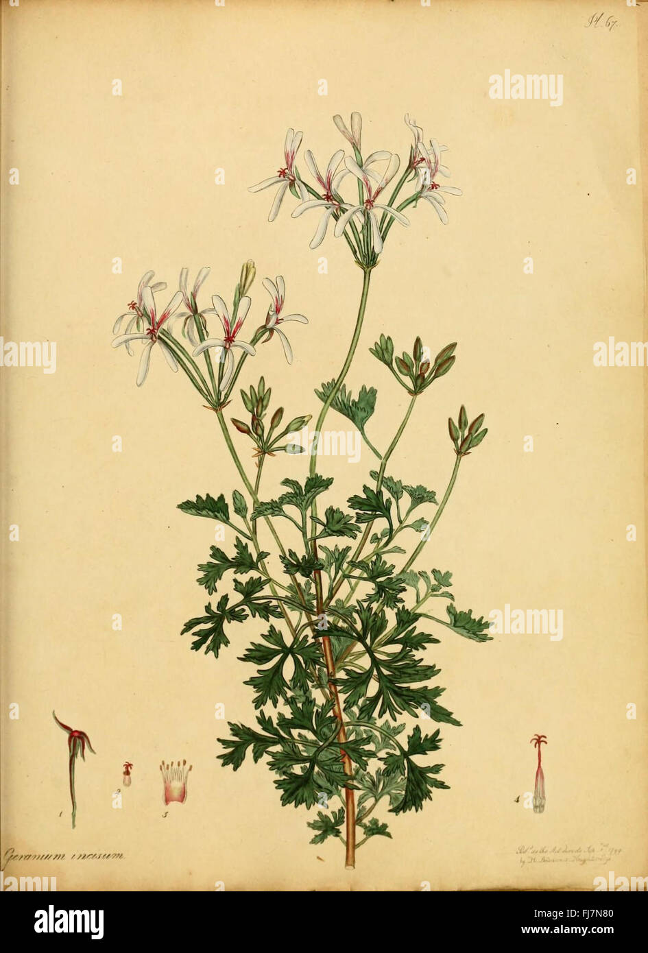 An illustrated botanical work featuring new and rare plant species ...