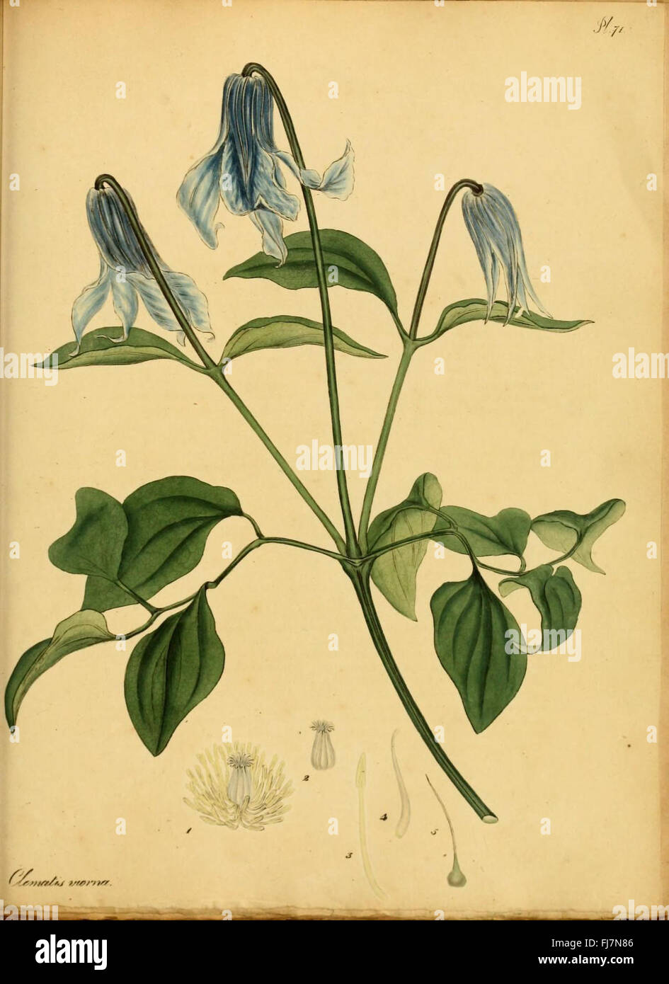 A collection of illustrations of new and rare plants, showcasing ...