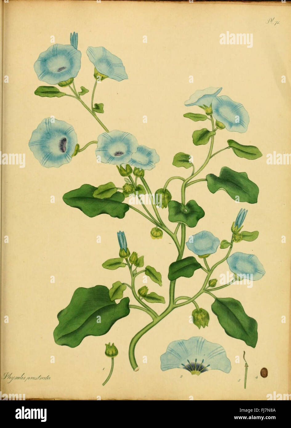 The Botanist's Repository for New and Rare Plants (Pl. 75) - A ...