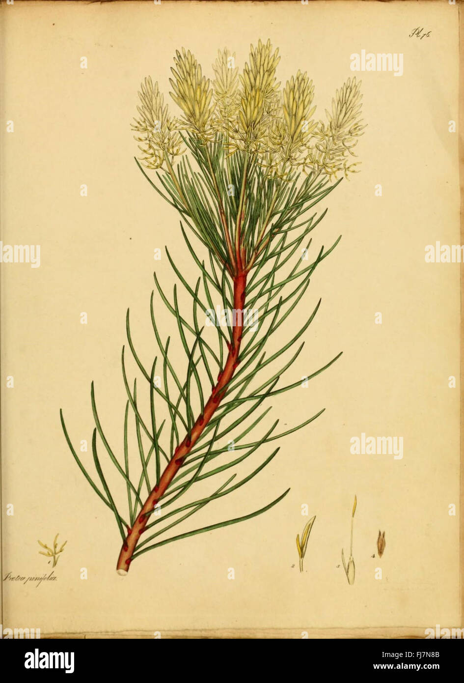 The botanist's repository, for new and rare plants (Pl. 76), Botany ...