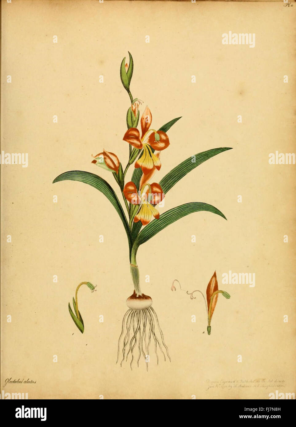 The Botanist's Repository, for New and Rare Plants, Pl. 8: An ...
