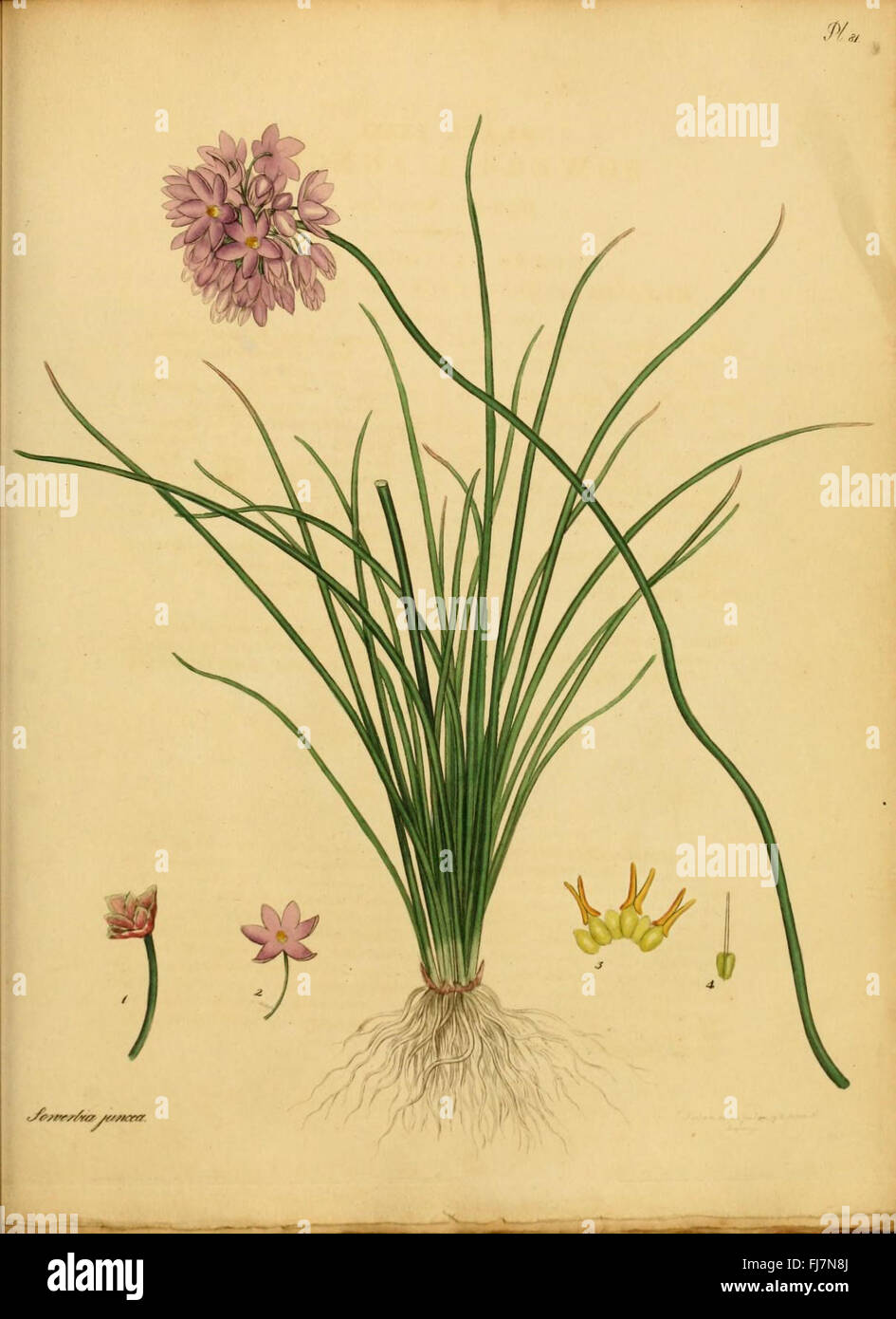 A botanical work cataloging new and rare plants with detailed ...