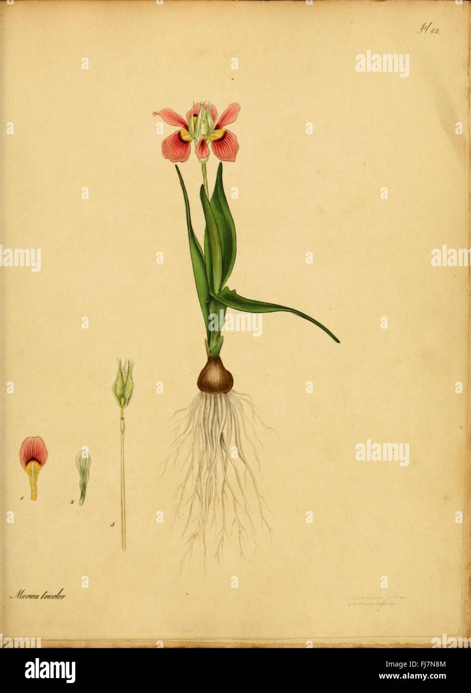 A botanical repository documenting new and rare plant species with ...